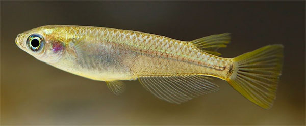 송사리(Japanese rice fish). Oryzias latipes