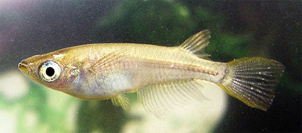 송사리(Japanese rice fish). Oryzias latipes