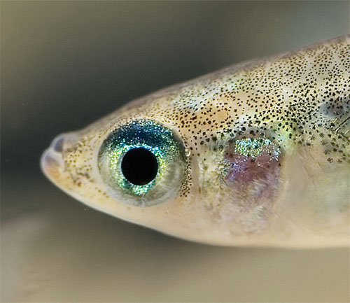 송사리(Japanese rice fish). Oryzias latipes