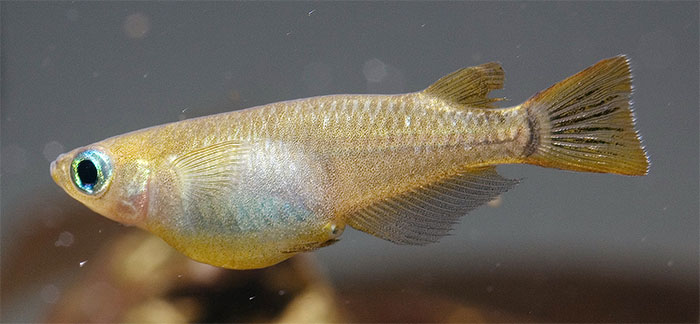 송사리(Japanese rice fish). Oryzias latipes