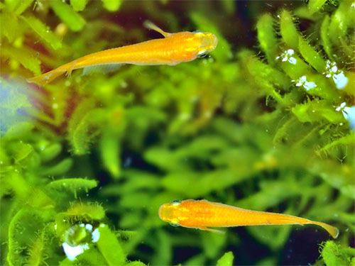 송사리(Japanese rice fish). Oryzias latipes