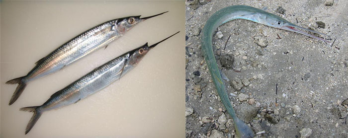 학공치과(학꽁치과) Family Hemiramphidae(halfbeaks)