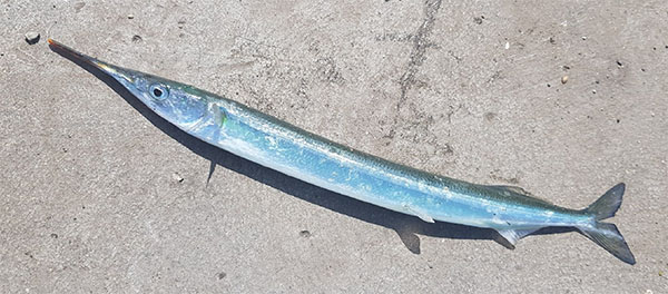 학공치(학꽁치). Japanese halfbeak. Hyporhamphus sajori