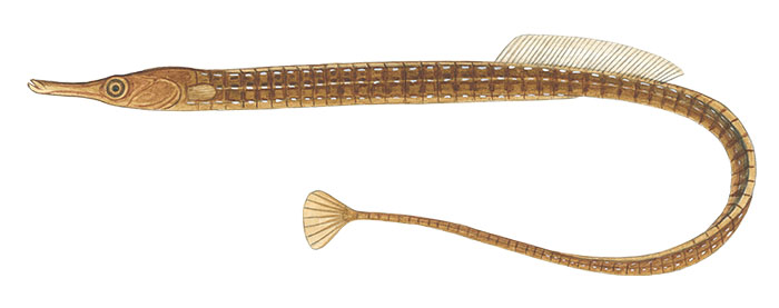 실고기(Seaweed pipefish). Syngnathus schlegeli