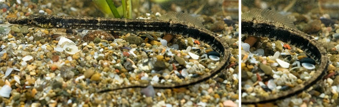 실고기(Seaweed pipefish). Syngnathus schlegeli