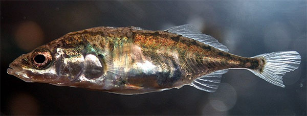 큰가시고기과 Family Gasterosteidae(Sticklebacks and tubesnouts)