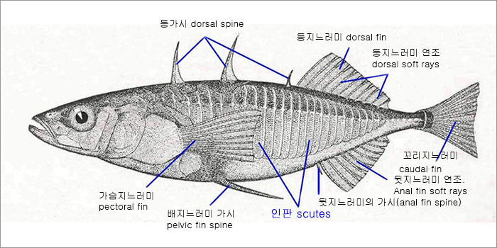 큰가시고기(Three-spined stickleback). Gasterosteus aculeatus