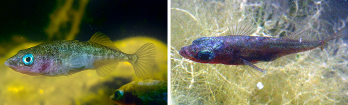 큰가시고기(Three-spined stickleback). Gasterosteus aculeatus
