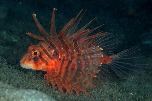 에보시감펭(Bleeker's lionfish). Ebosia bleekeri