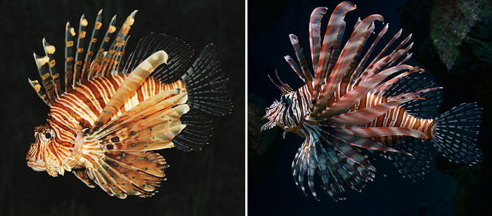 점쏠배감펭(Red lionfish). Pterois volitans