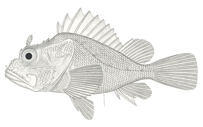 점감펭(Western scorpionfish). Scorpaena onaria