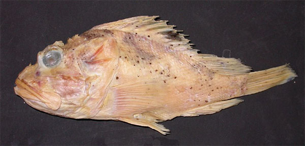 점감펭(Western scorpionfish). Scorpaena onaria