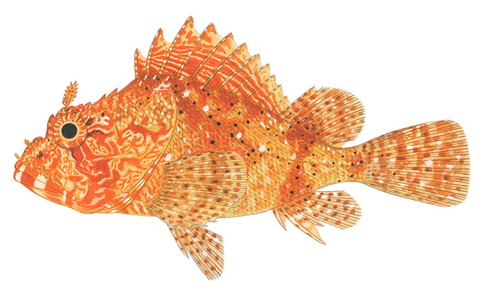 점감펭(Western scorpionfish). Scorpaena onaria