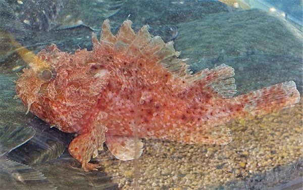 점감펭(Western scorpionfish). Scorpaena onaria
