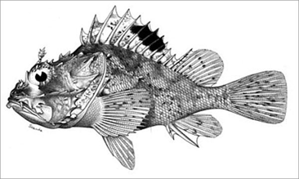 점감펭(Western scorpionfish). Scorpaena onaria