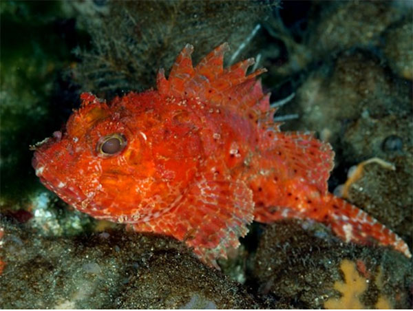 점감펭(Western scorpionfish). Scorpaena onaria