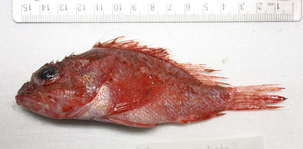 점감펭(Western scorpionfish). Scorpaena onaria