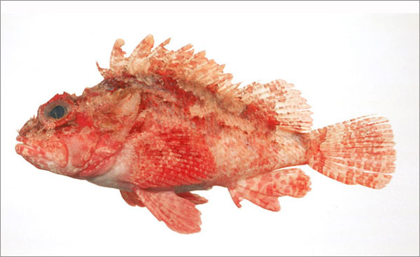 점감펭(Western scorpionfish). Scorpaena onaria