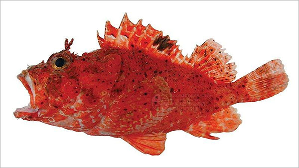 점감펭(Western scorpionfish). Scorpaena onaria