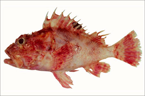 점감펭(Western scorpionfish). Scorpaena onaria
