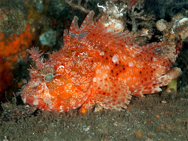점감펭(Western scorpionfish). Scorpaena onaria