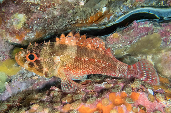주홍감펭(Cheekspot scorpionfish). Scorpaenodes evides