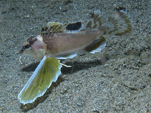 벌감펭. Longfin waspfish(Ocellated waspfish). Apistus carinatus