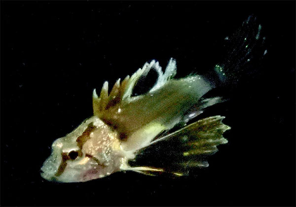 벌감펭. Longfin waspfish(Ocellated waspfish). Apistus carinatus
