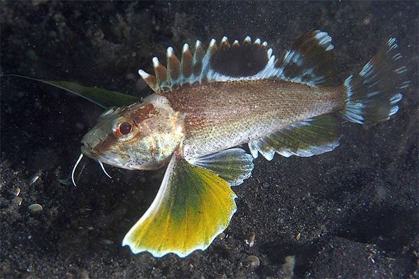벌감펭. Longfin waspfish(Ocellated waspfish). Apistus carinatus