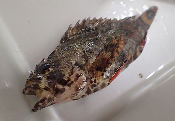 볼락과 Family Sebastidae(Rockfishes, rockcods and thornyheads).