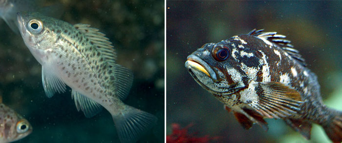 볼락과 Family Sebastidae(Rockfishes, rockcods and thornyheads).