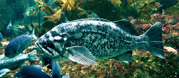 볼락과 Family Sebastidae(Rockfishes, rockcods and thornyheads).