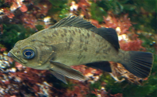 볼락과 Family Sebastidae(Rockfishes, rockcods and thornyheads).