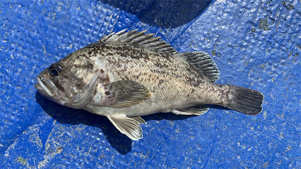 볼락과 Family Sebastidae(Rockfishes, rockcods and thornyheads).