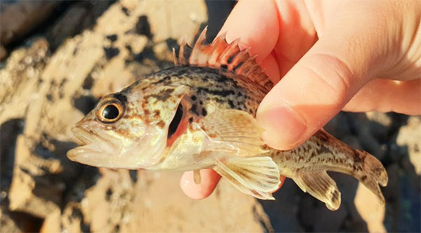 볼락과 Family Sebastidae(Rockfishes, rockcods and thornyheads).