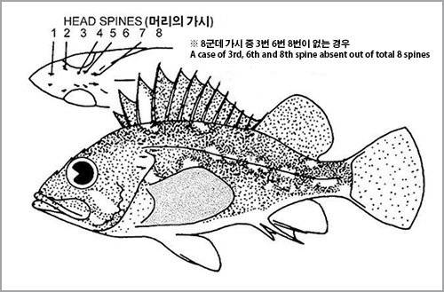 볼락과 Family Sebastidae(Rockfishes, rockcods and thornyheads).