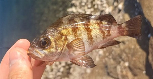 볼락과 Family Sebastidae(Rockfishes, rockcods and thornyheads).