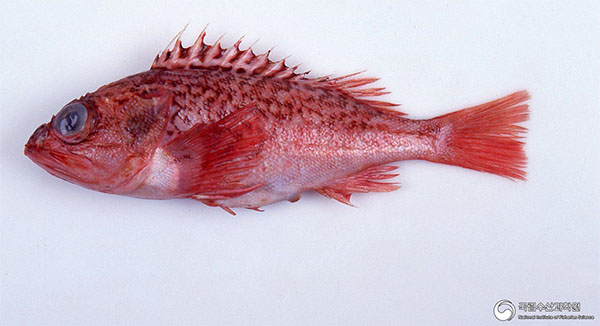 한벌홍감펭(Minor Rosefish). Helicolenus avius
