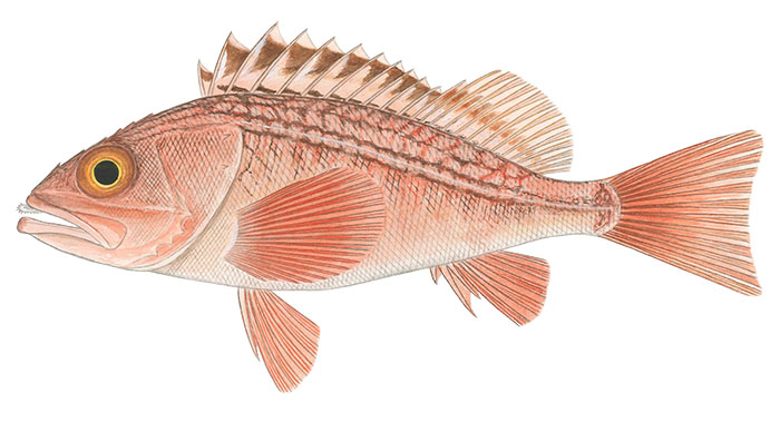 한벌홍감펭(Minor Rosefish). Helicolenus avius
