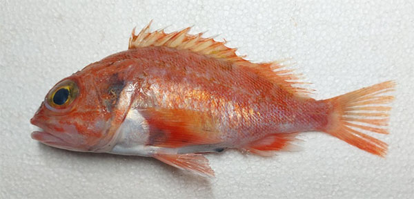 홍감펭(Hilgendorf's saucord). Helicolenus hilgendorfii