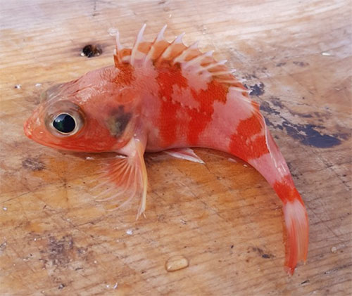 홍감펭(Hilgendorf's saucord). Helicolenus hilgendorfii