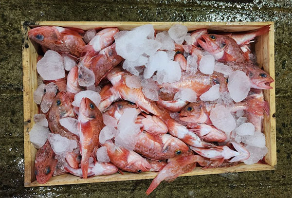 홍감펭(Hilgendorf's saucord). Helicolenus hilgendorfii