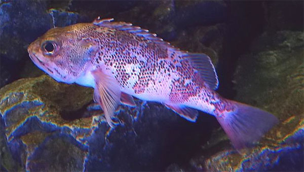 홍감펭(Hilgendorf's saucord). Helicolenus hilgendorfii