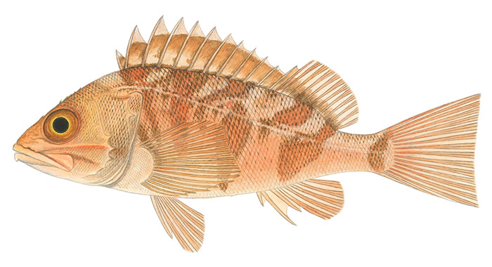 홍감펭(Hilgendorf's saucord). Helicolenus hilgendorfii