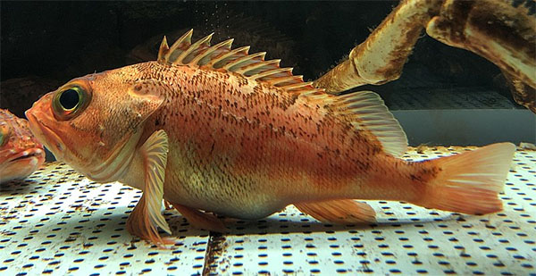 홍감펭(Hilgendorf's saucord). Helicolenus hilgendorfii