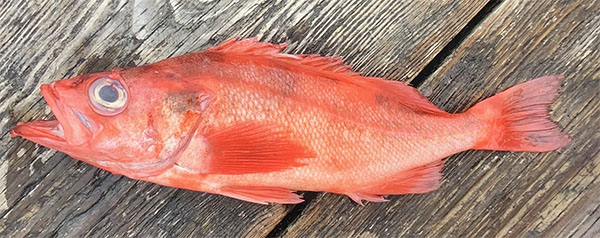 장문볼락(Pacific Ocean perch). Sebastes alutus