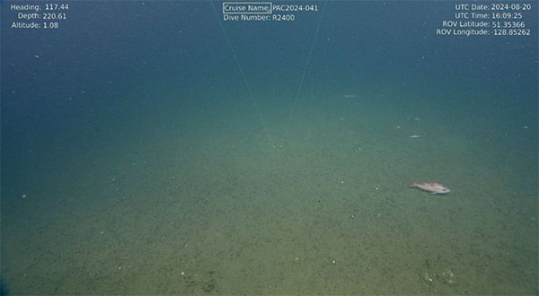 장문볼락(Pacific Ocean perch). Sebastes alutus