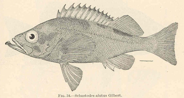 장문볼락(Pacific Ocean perch). Sebastes alutus