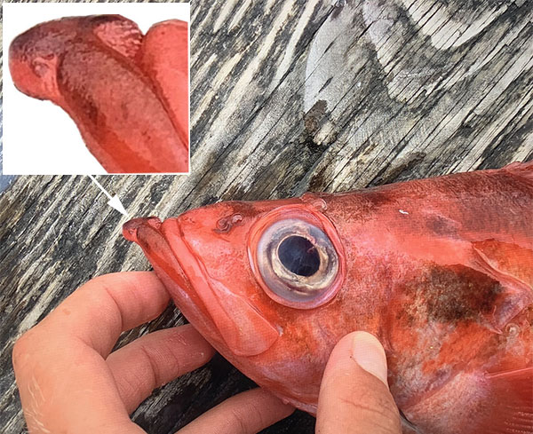 장문볼락(Pacific Ocean perch). Sebastes alutus