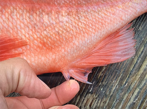 장문볼락(Pacific Ocean perch). Sebastes alutus